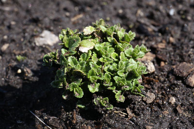 New Spring Growth stock photo. Image of green, future - 147332648