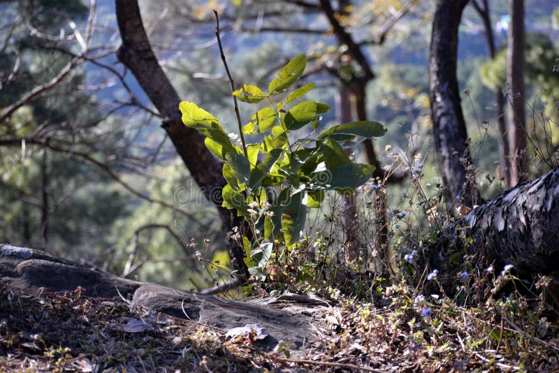Small Plant in Forest between Pine Trees Palampur India Stock Photo ...