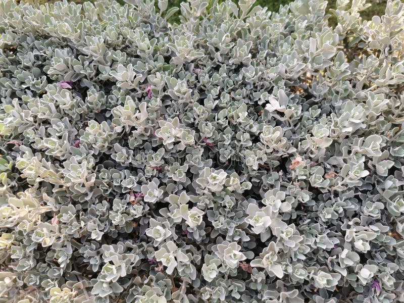 Small Plant with Green Leaves Texture Stock Photo - Image of tree ...