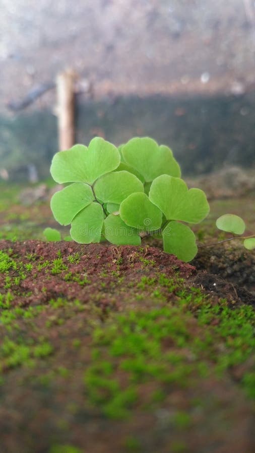 A small plant stock image. Image of wallpapers, small - 153707519