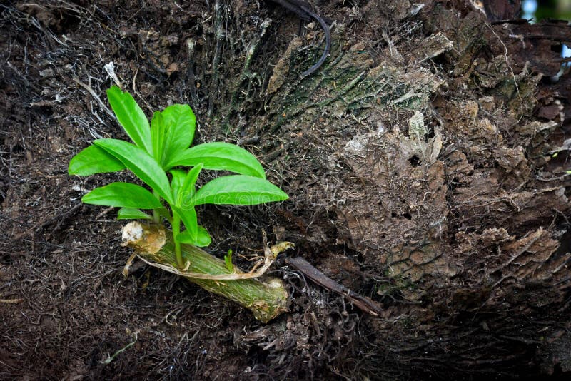 Small Plant Growing on Dead Trees Stock Photo - Image of grow ...