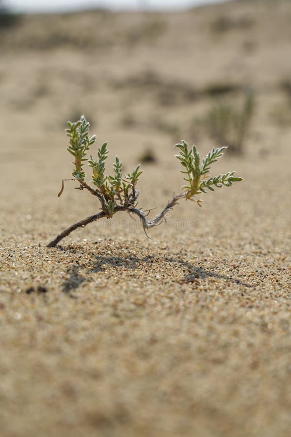 Small Plant Growing in Desert Sand Stock Photo - Image of arid ...
