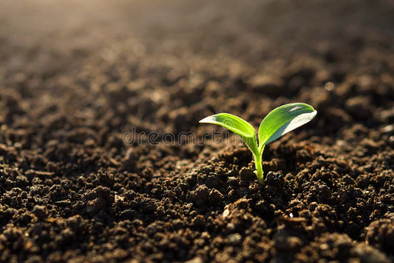 Small Plant Growing in Morning Light at Garden. Concept Earth Stock ...