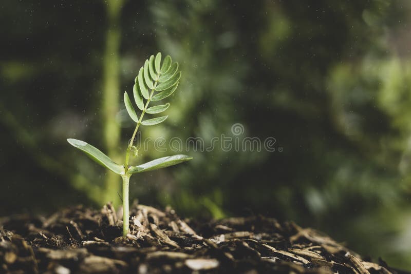 Small plant growing stock image. Image of botany, beginning - 145516317