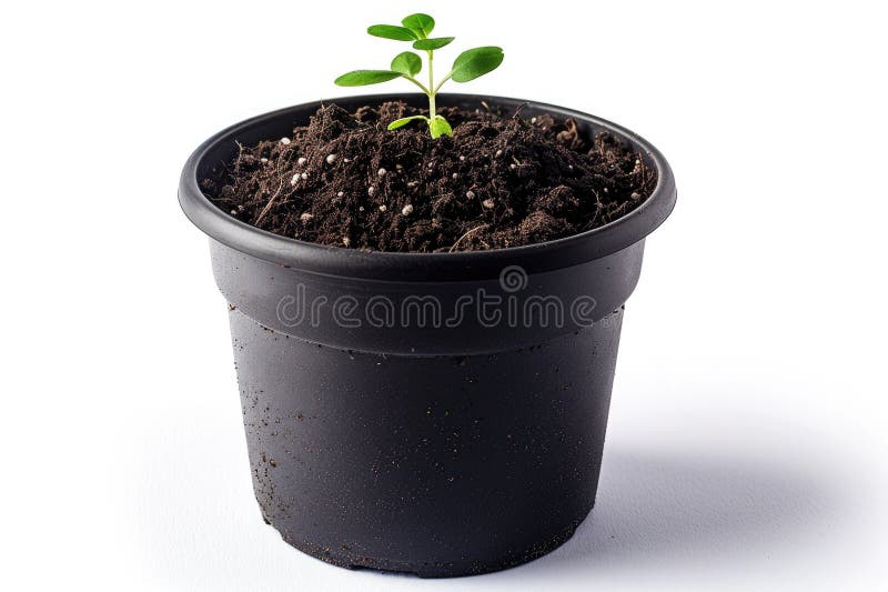 A Small Plant is Growing Out of a Pot, with a Green Stem and Leaves ...