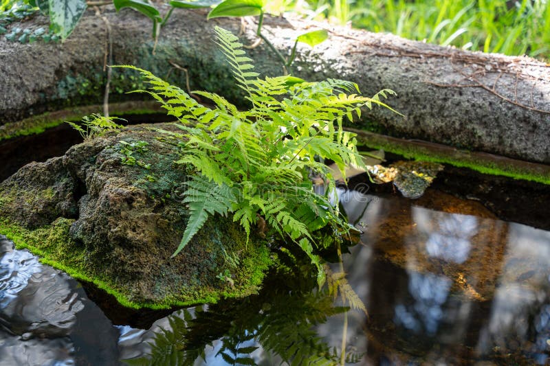A Small Plant is Growing on a Rock in a Pond Stock Photo - Image of ...