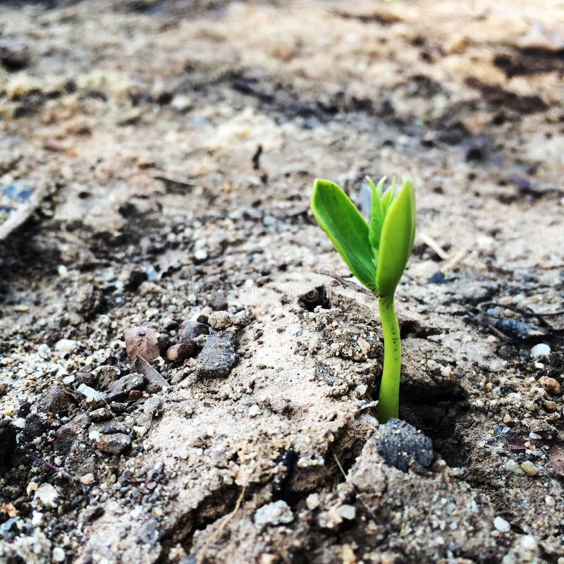 Small plant stock image. Image of fresh, seed, green - 60059513