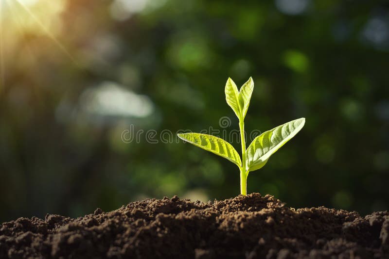 Small Plant Growing with Sunshine. Agriculture Concept Stock Photo ...