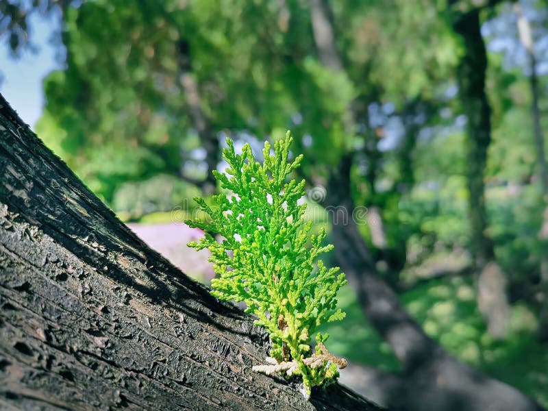 Small Plant Growing on Tree Trunk Stock Photo - Image of agriculture ...