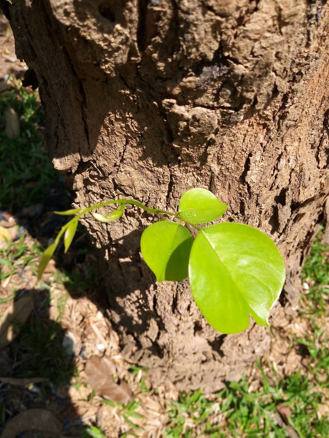 Plant Growing through Trunk of Tree Stock Photo - Image of aspirations ...