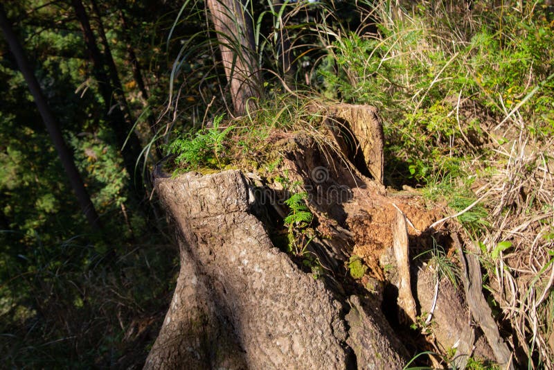 Small Plant Growing Up Inside a Broken Tree Body in Tanzawa, Japan ...