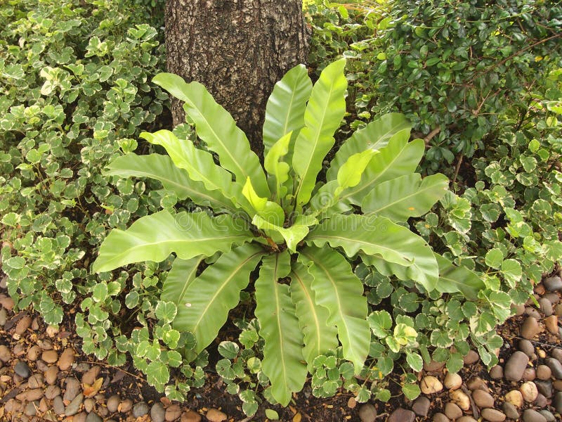 493 Big Tree Small Seed Stock Photos - Free & Royalty-Free Stock Photos ...