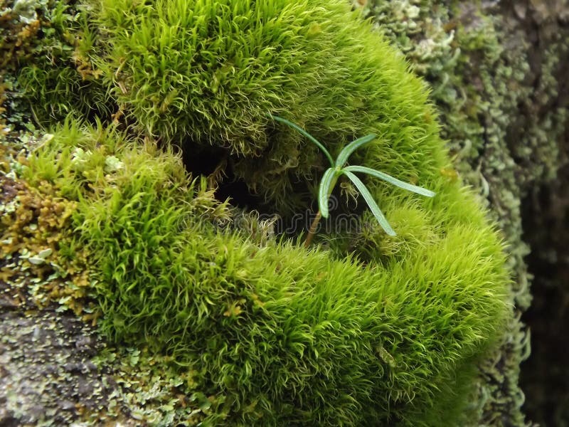 A Small Plant Grows in Moss on a Tree. Stock Image - Image of daytime ...