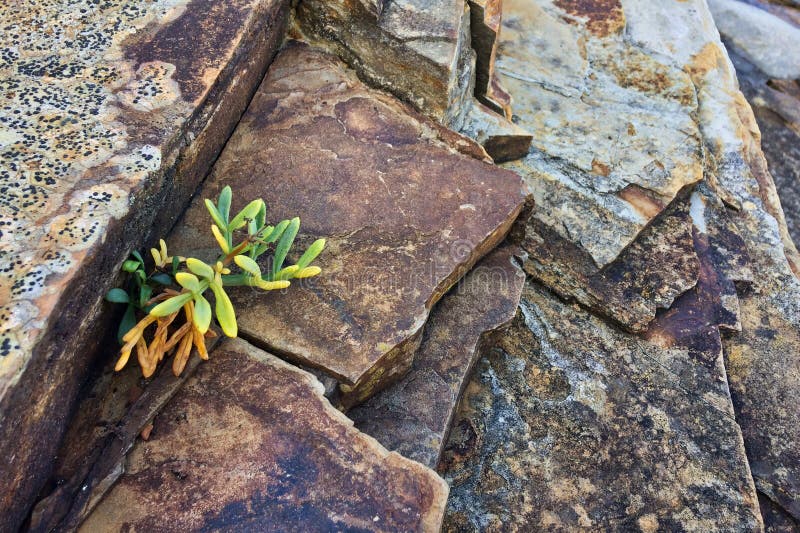 Small Plant Grows through a Stone, Stunted Plant Stock Image - Image of ...