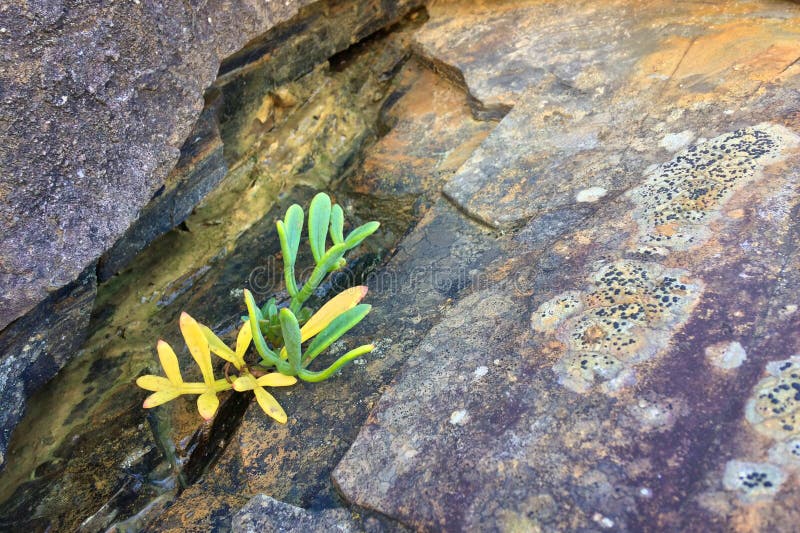 Small Plant Grows through a Stone, Stunted Plant Stock Photo - Image of ...