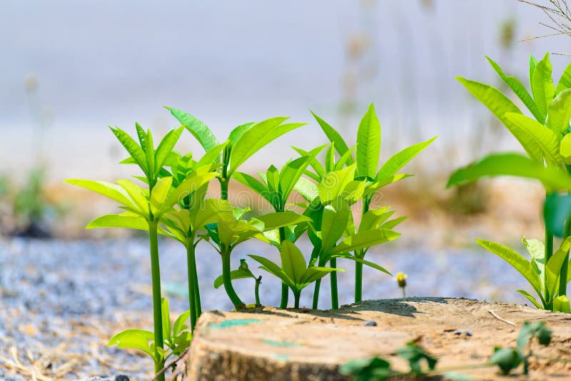 Small Plant Growth Strong in Natural Stone Ground. Stock Photo - Image ...