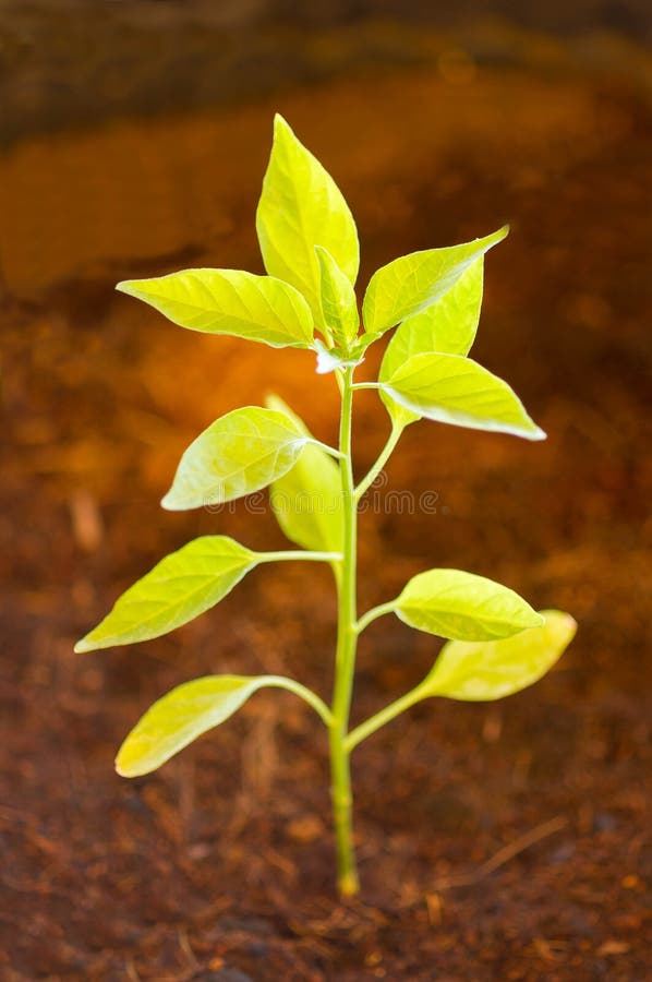 Small plant stock photo. Image of germinate, infertile - 50763618