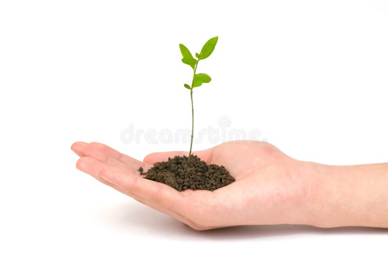Plant in hand stock photo. Image of botany, flower, branch - 3974880