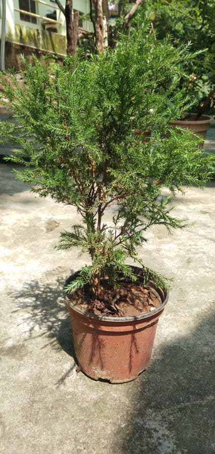 Small Plant with Needle Shaped Leaf in a Pot. Stock Image - Image of ...