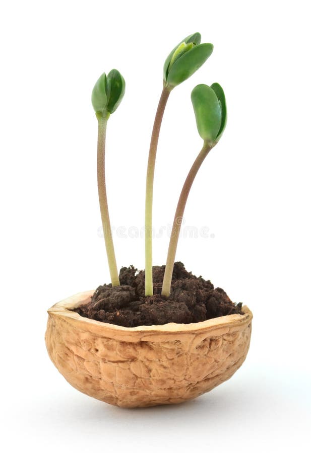 Small plant in a nutshell stock image. Image of background - 14631133