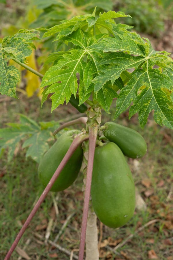 Small Plant of Papaya Vertical Composition Stock Image - Image of ...