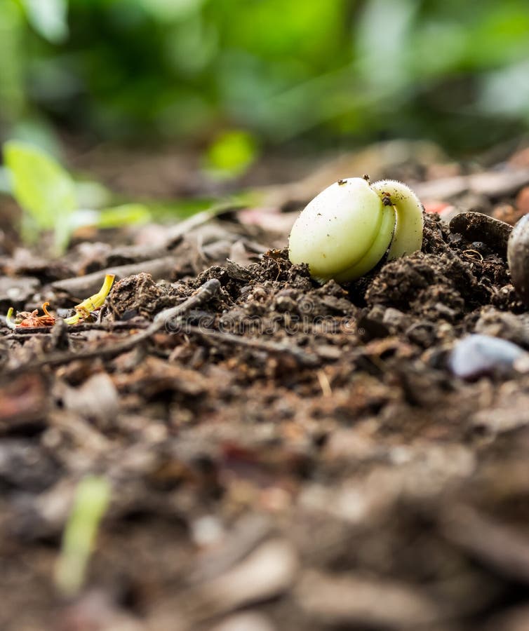 Small Plant on Soil in the Garden and Raindrops Stock Photo - Image of ...