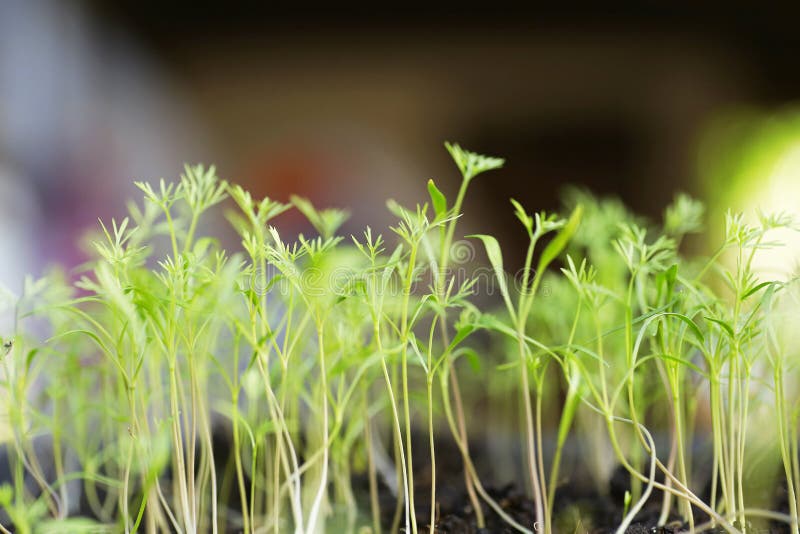 Small plant stock photo. Image of concept, land, beginning - 64461522