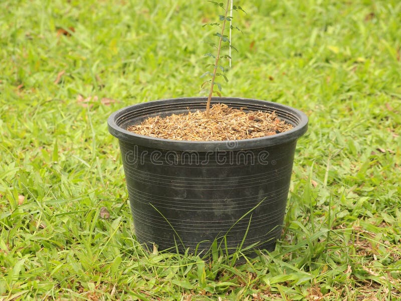Small plant pot stock image. Image of gardening, nature - 142755439