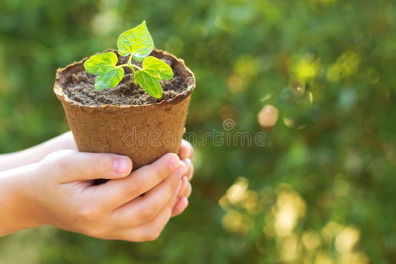 A small plant in a pot stock image. Image of seedlings - 116995405
