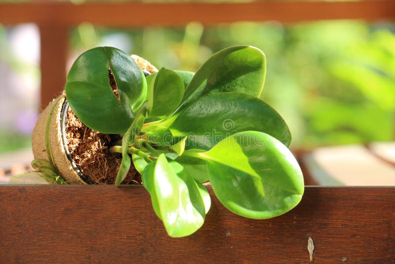 Small plant stock image. Image of ceramic, house, design - 32001243