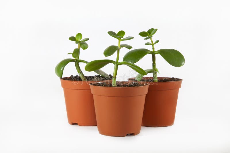Small plant in pot stock photo. Image of grow, potted - 50253682