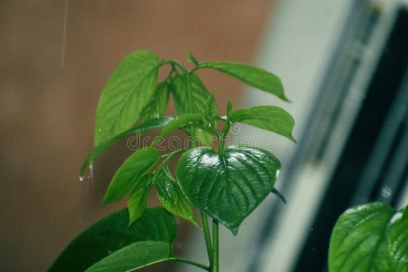 A Small Plant and Rain Drops Stock Photo - Image of invertebrate, herb ...