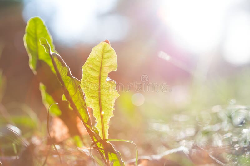 Pea plant and sun rays stock image. Image of ripe, fresh - 43464829
