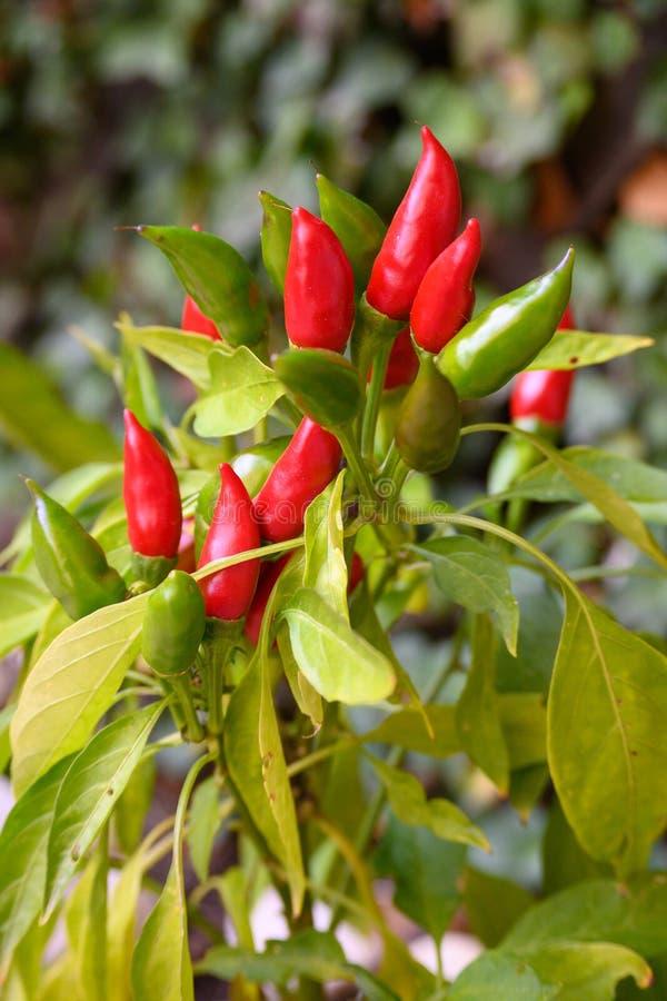 Small Plant of Red Chillies Stock Photo - Image of flavors, leaves ...