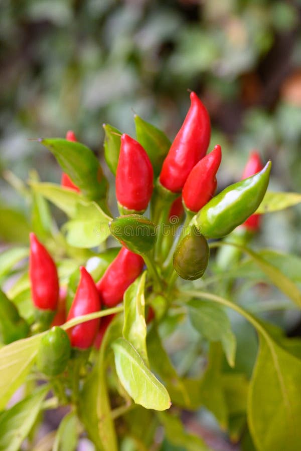 Small Plant of Red Chillies Stock Image - Image of freshness, condiment ...