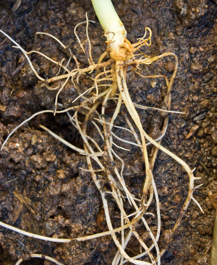 Root Filament Stock Photos - Free & Royalty-Free Stock Photos from ...