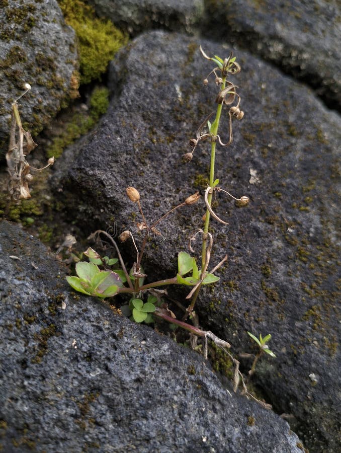 Small Plant (Sagina Procumbens) between Two Stones Stock Image - Image ...