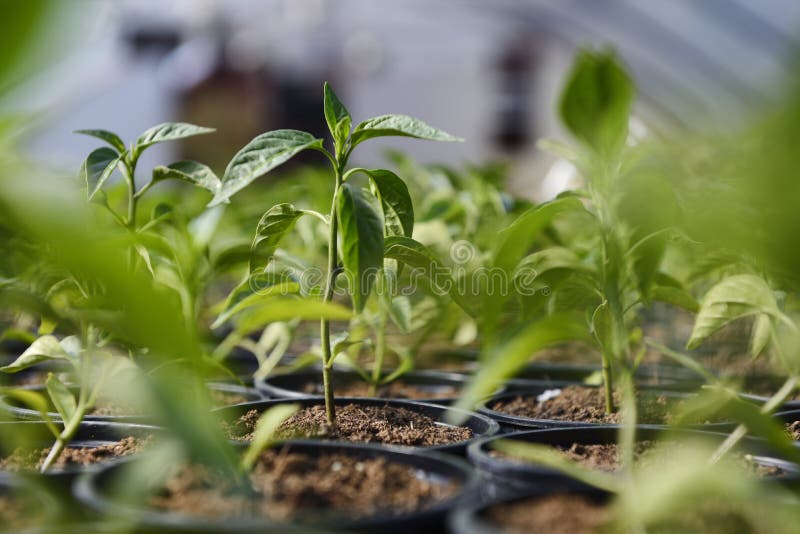 Small Plant Sapling Closeup Stock Image - Image of sapling, greenhouse ...