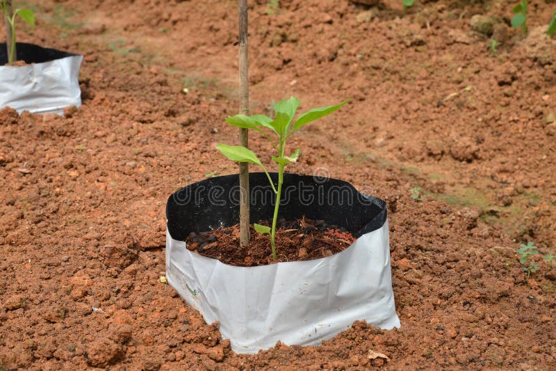 Small Plant, Sapling stock image. Image of ecology, concept - 43638233