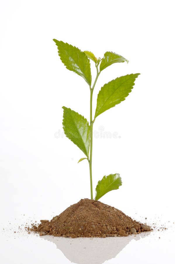 Small Plant Seed stock image. Image of agriculture, conservation - 15100121
