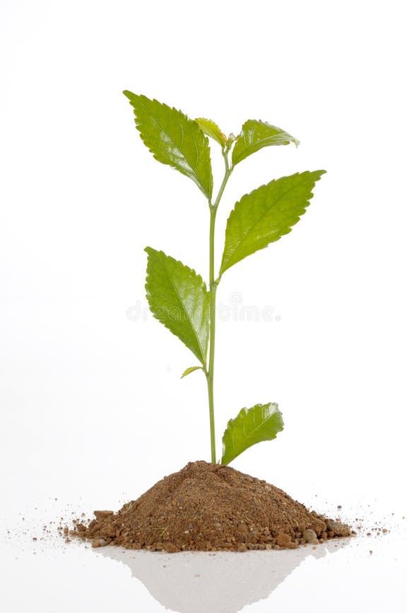 Small Plant Seed stock image. Image of agriculture, conservation - 15100121