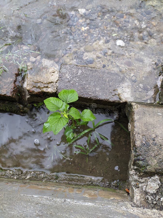 A small plant in a sewer stock image. Image of wall - 214784371