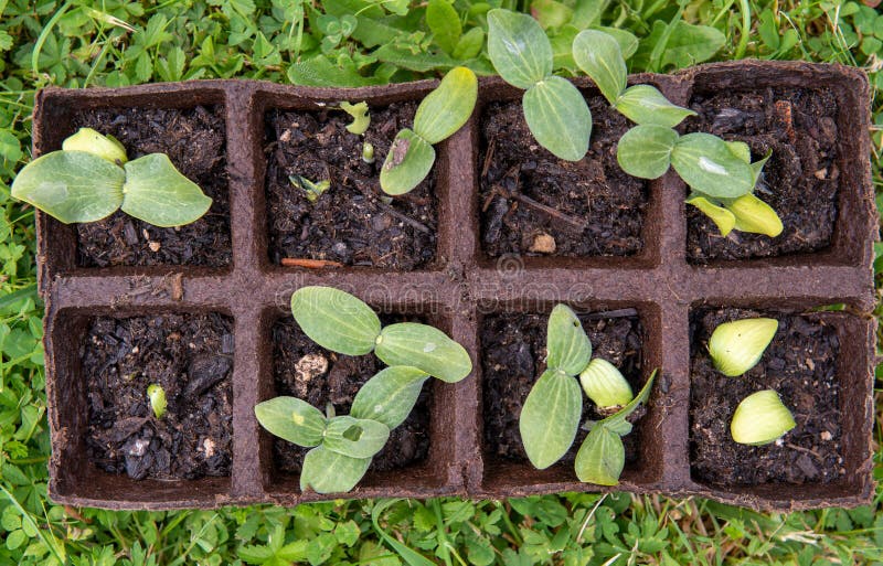 Small Plant Shoots for the Garden Stock Image - Image of soil, nature ...