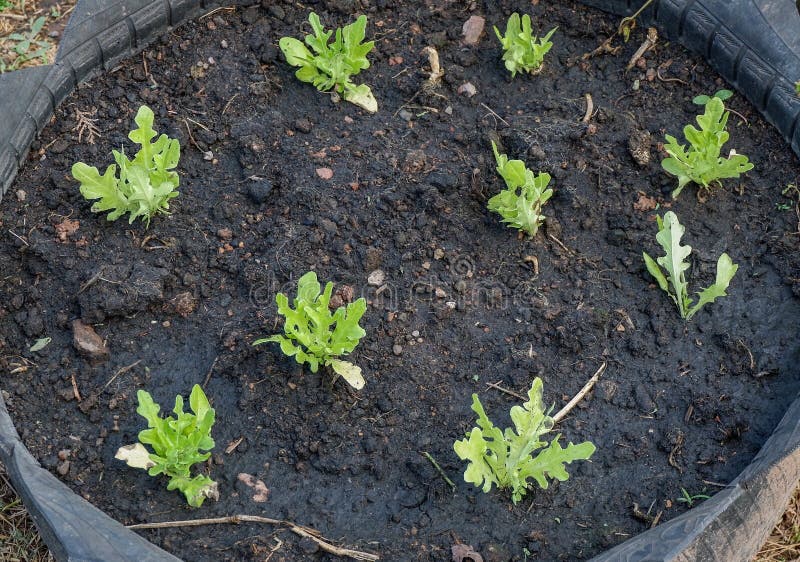 Small Plant stock photo. Image of green, growth, germinate - 86356986