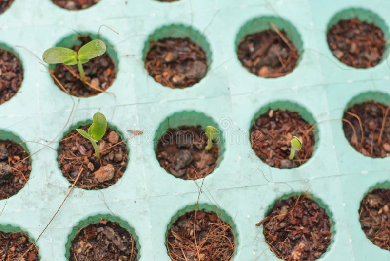 Small plant in soil stock photo. Image of development - 47859012