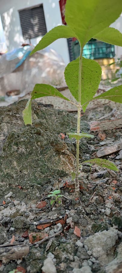 A Small Plant Surviving Amid Pieces of Buildings and Cement Stock Photo ...
