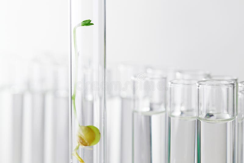 Small plant in test tube stock image. Image of biotechnology - 52453411