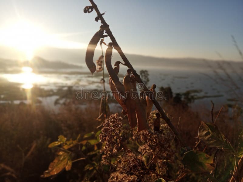 A Plant on the Hill of Thanga Stock Photo - Image of morning, flower ...