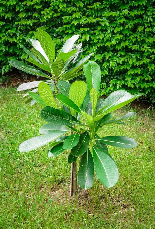 Small plant tree stock image. Image of farming, growth - 43506331