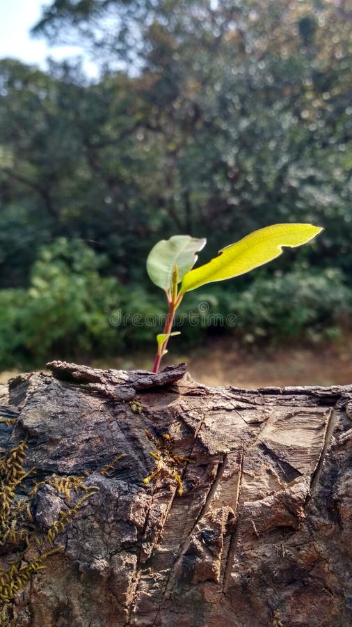 Small plant on tree stock photo. Image of tree, leaf - 173688526